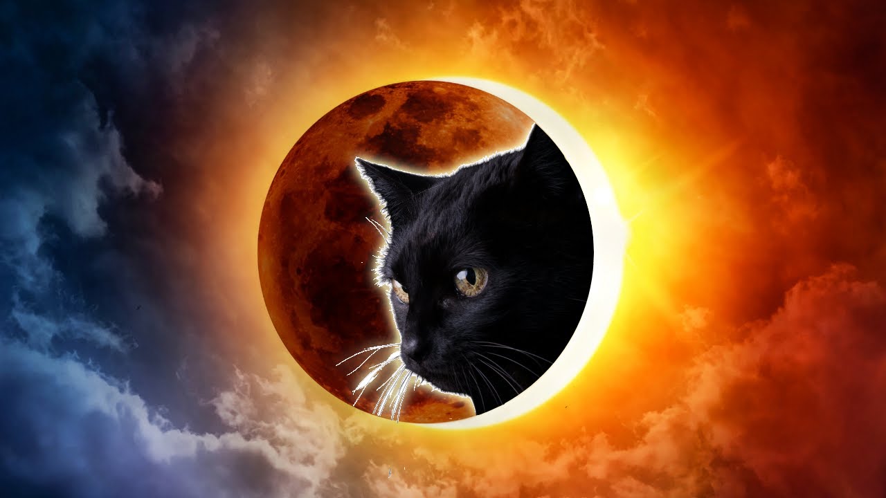 Powerful Cat In The World | Solar Eclipse - YouTube