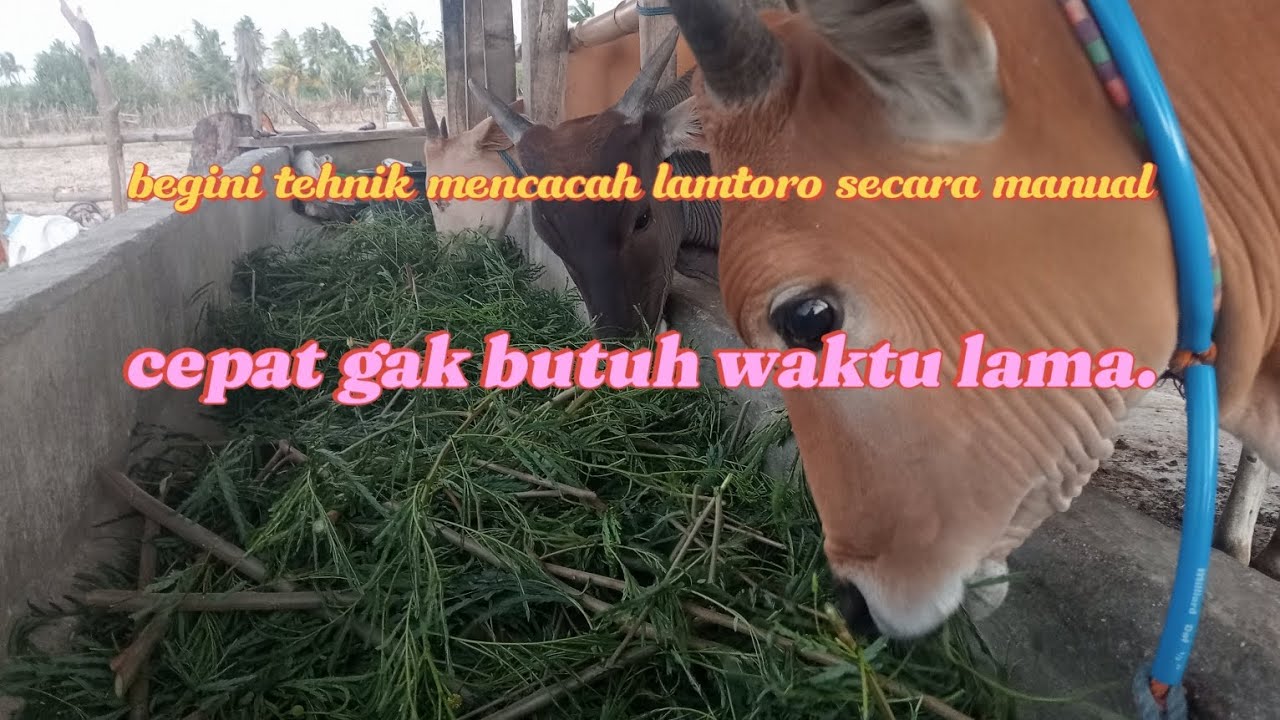 tehnik mencacah lamtoro secara manual untuk pakan ternak sapi #cow #ternaksapi #pakansapi #sapi ...