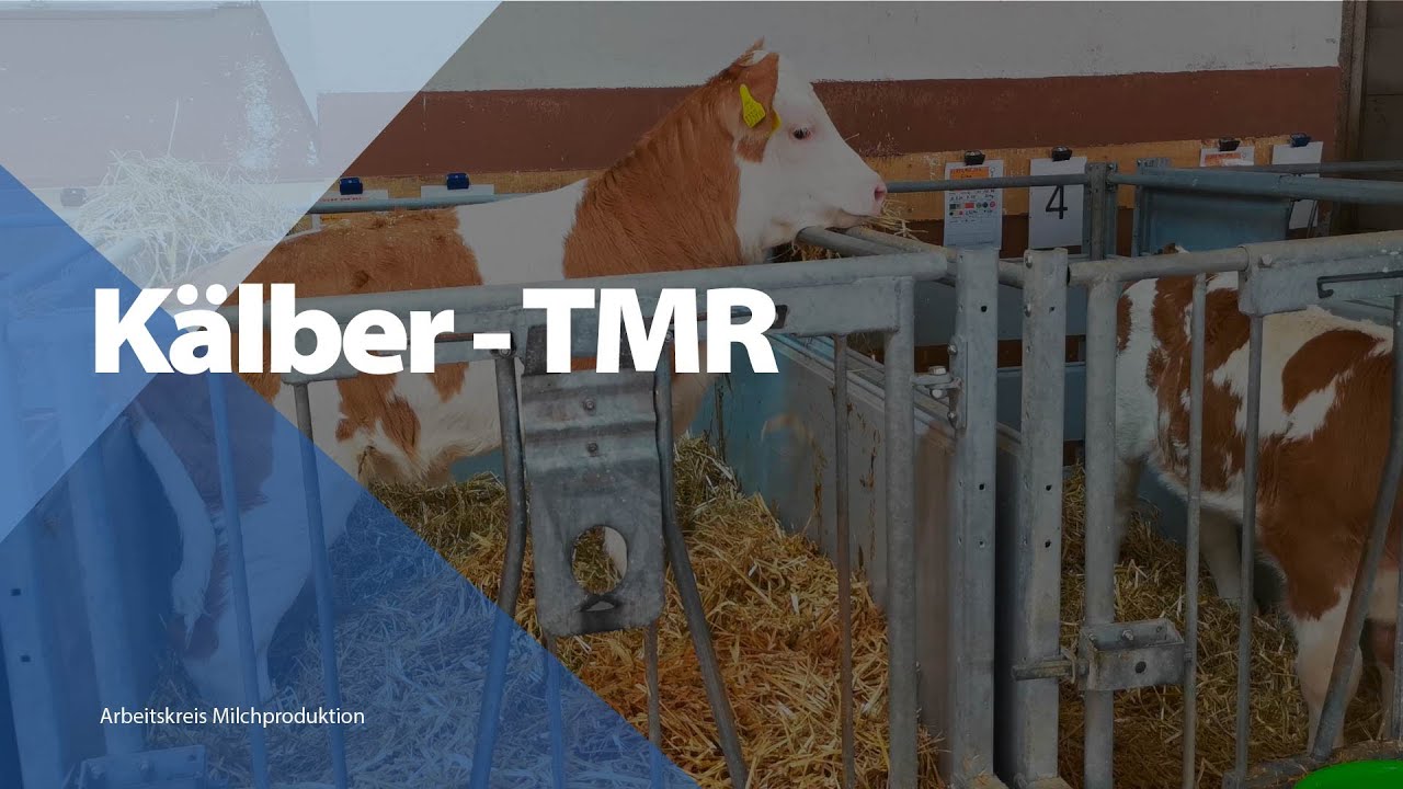 Kälber - TMR - YouTube