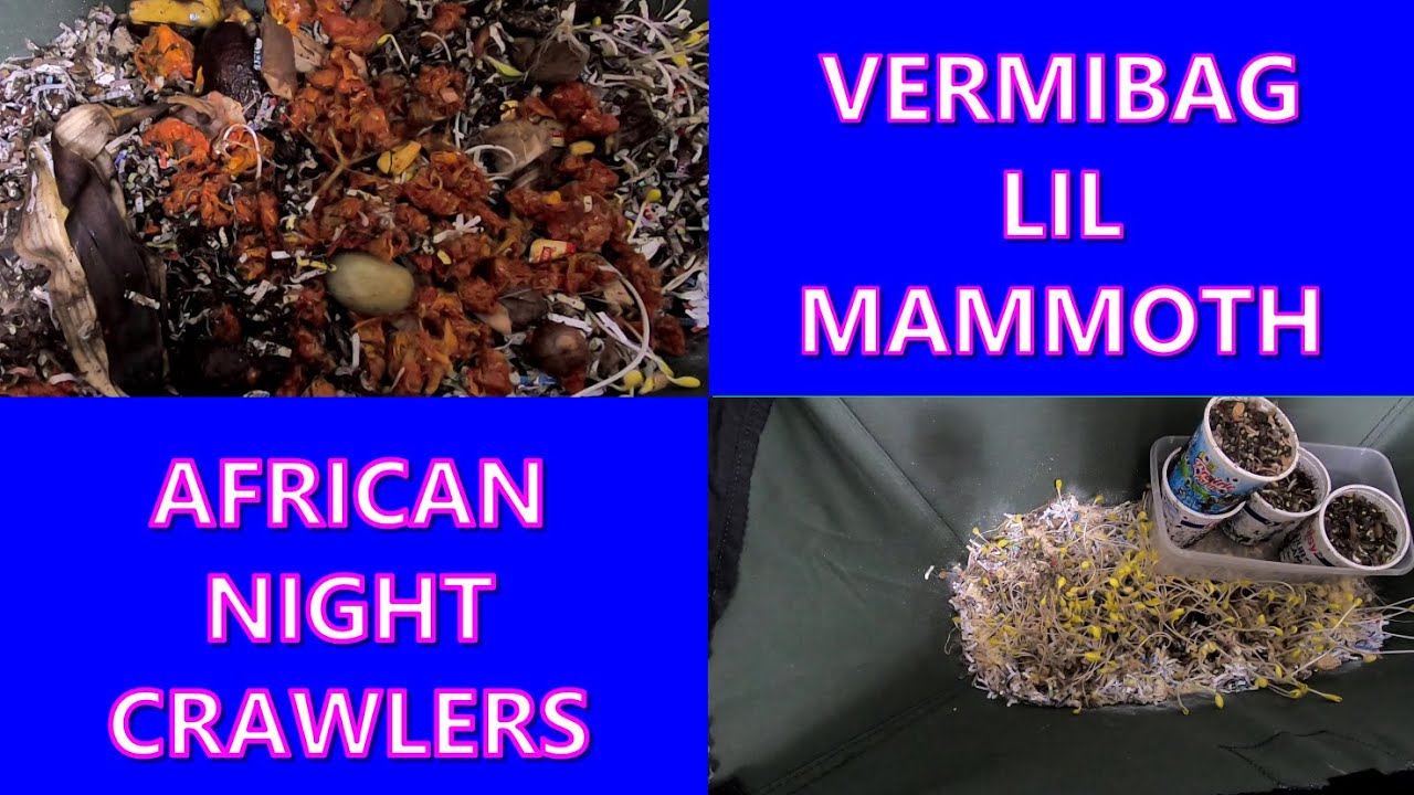 FIRST FEEDING FOR LIL MAMMOTH AFRICAN NIGHT CRAWLERS - YouTube