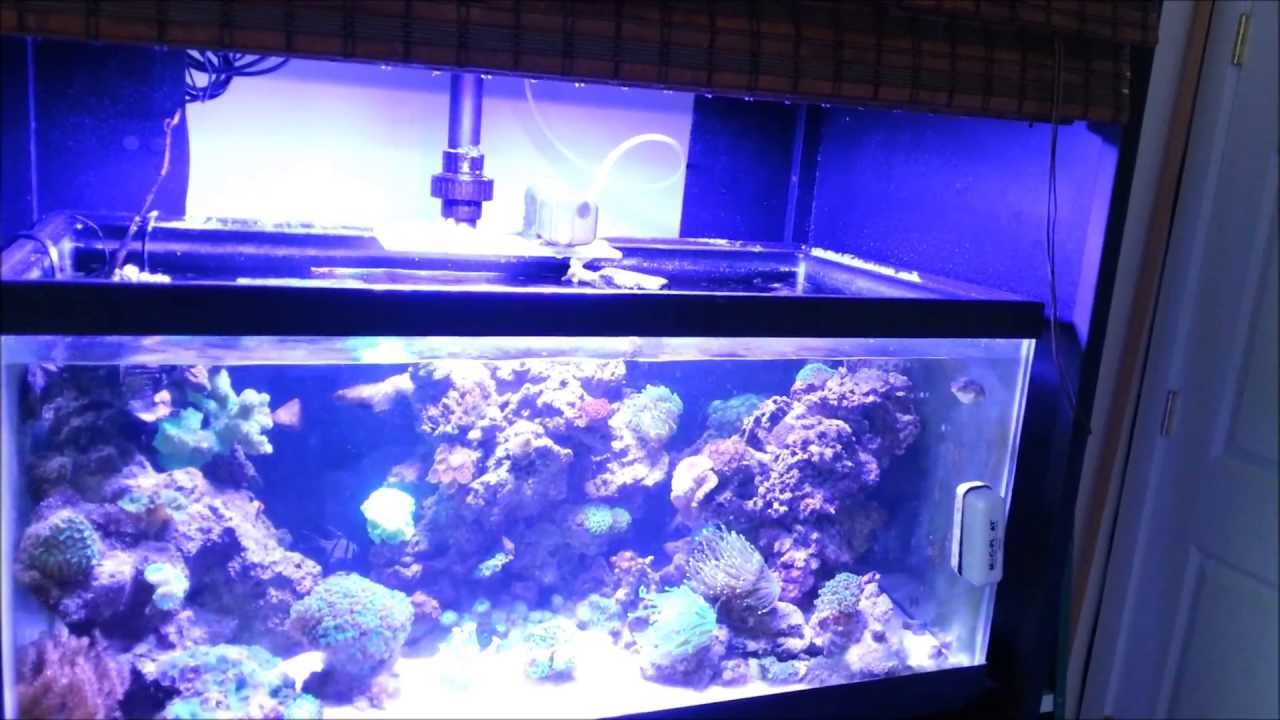 40 Breeder Reef Update - YouTube