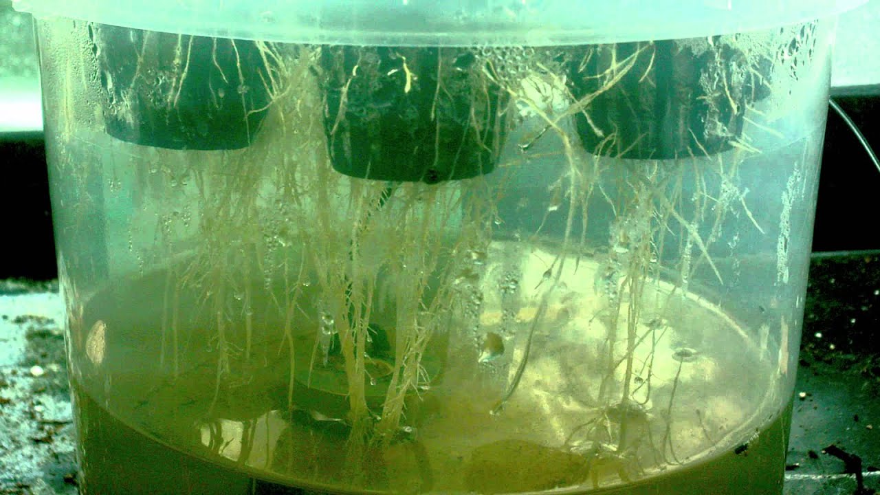 Roots Growing Timelapse - Pepper Plant Roots Growing - YouTube