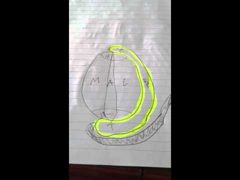 Anatomy of the testicles - YouTube