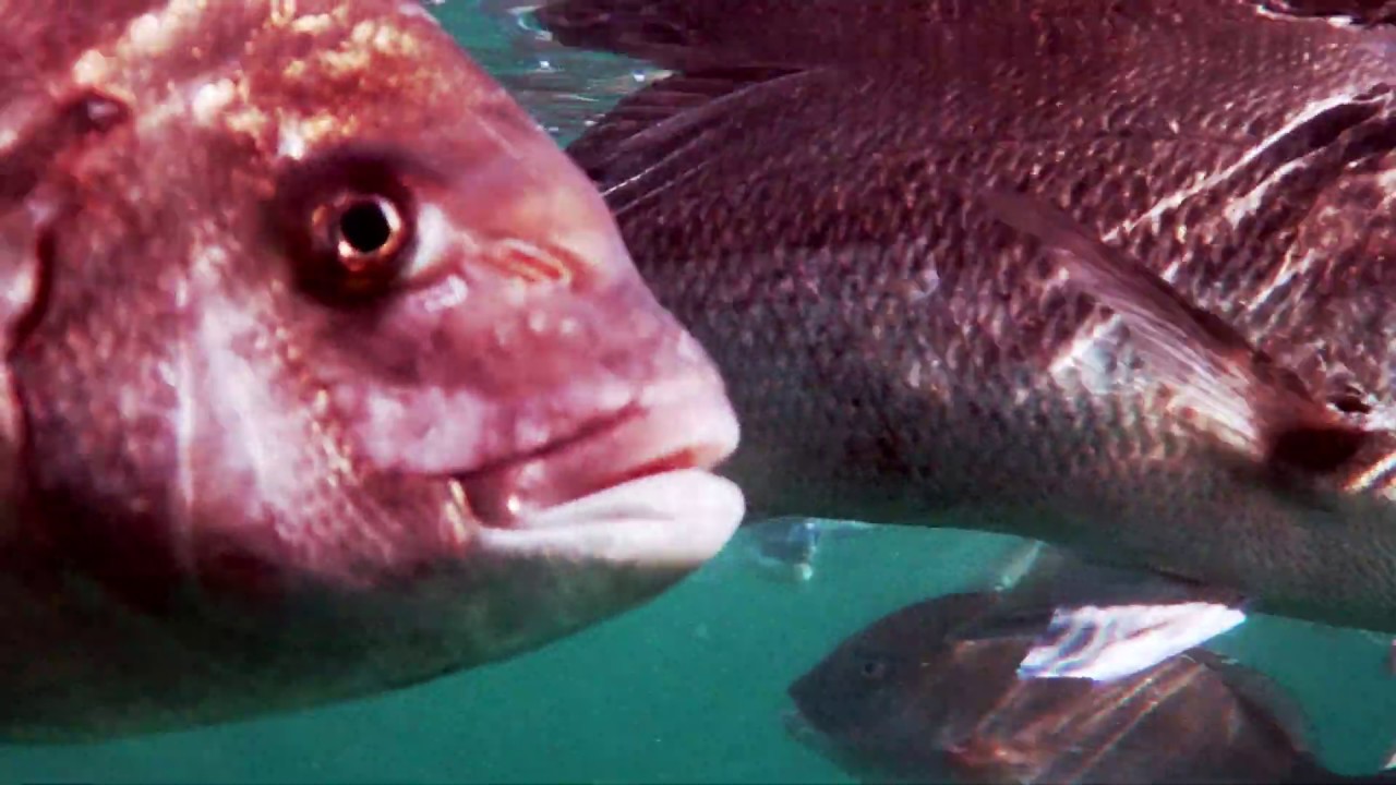 マダイ Red seabream, Japanese red seabream Pagrus major - YouTube