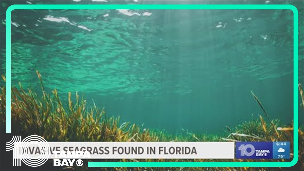 Invasive seagrass discovered in Florida, first time in the country ...