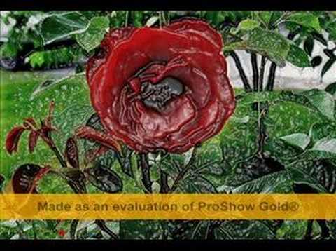 AŞK Yokmu AŞK Slayt Bendeniz Harika