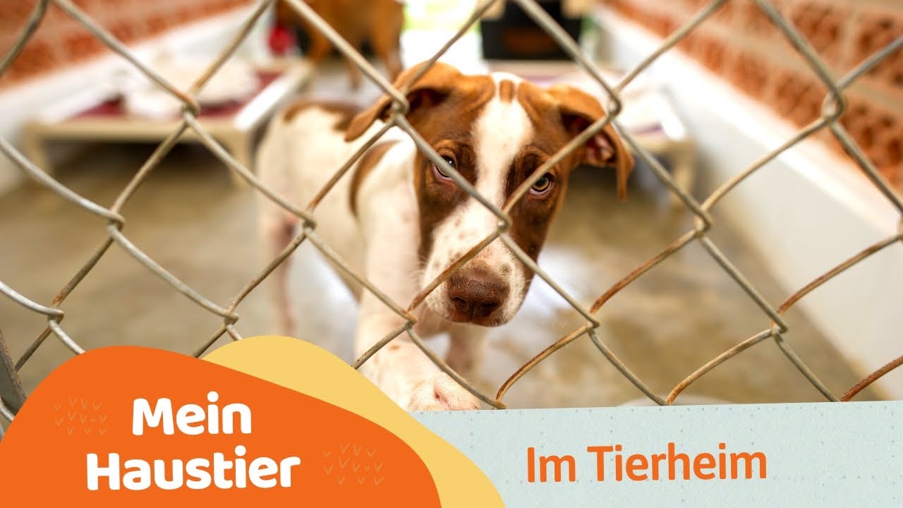 Mein Haustier - Im Tierheim Berlin - YouTube