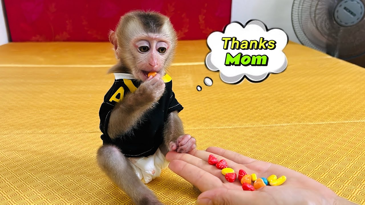 Baby monkey Tina loves the colorful vitamin candies her mother gives her. - YouTube