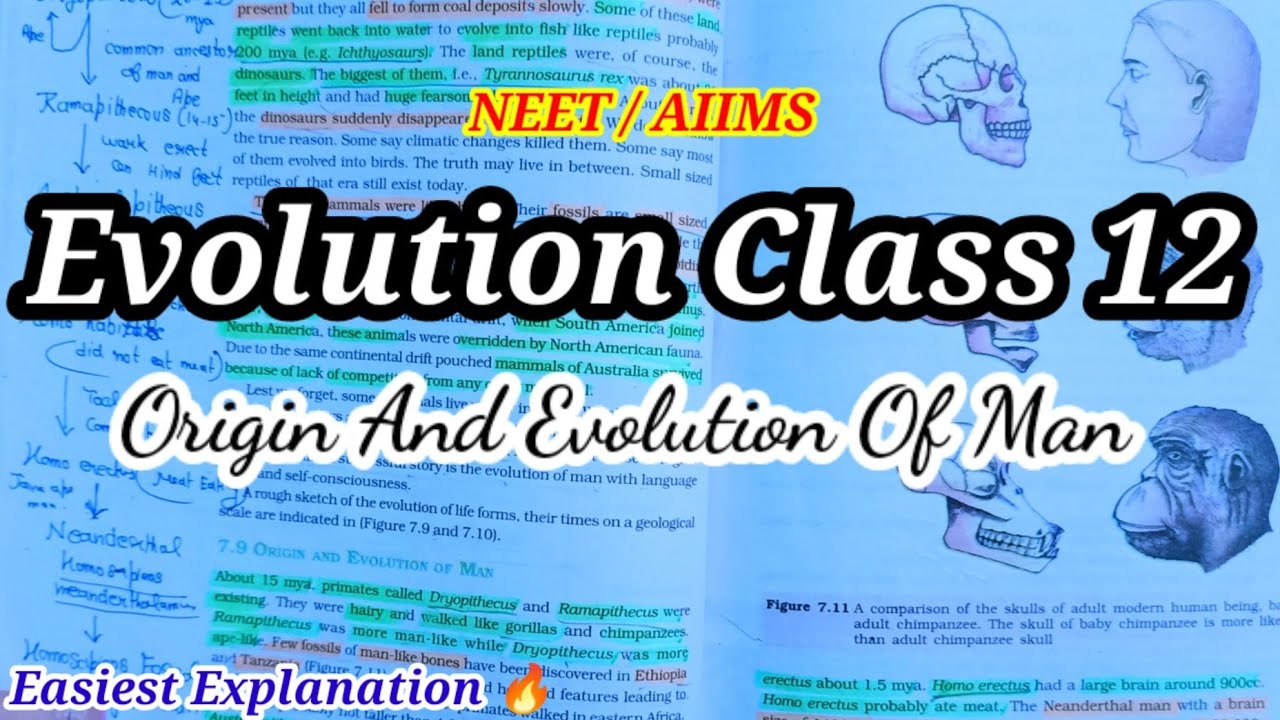 Evolution Of Man | Evolution | Class 12th NCERT Biology - YouTube