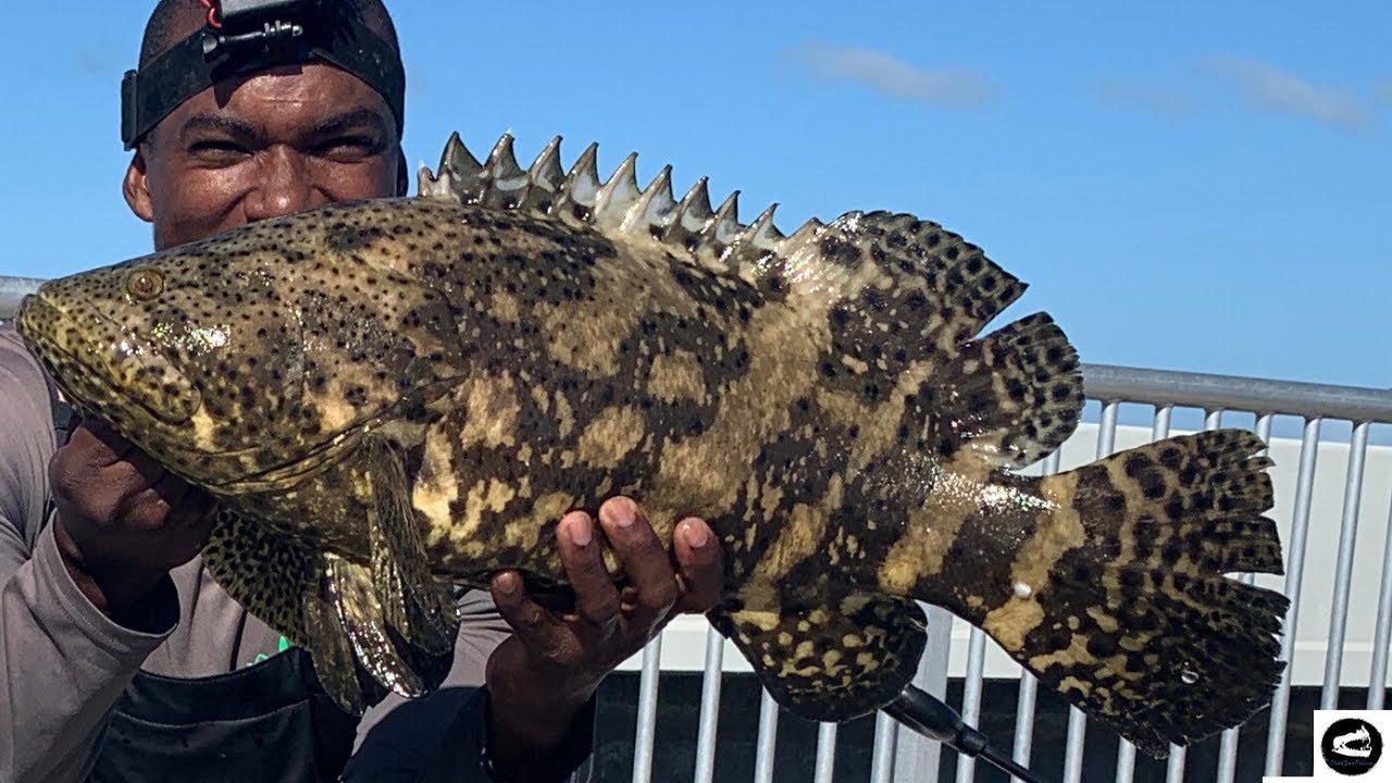 MULTIPLE Goliath Grouper's Caught! Bridge Fishing in the Florida Keys ...