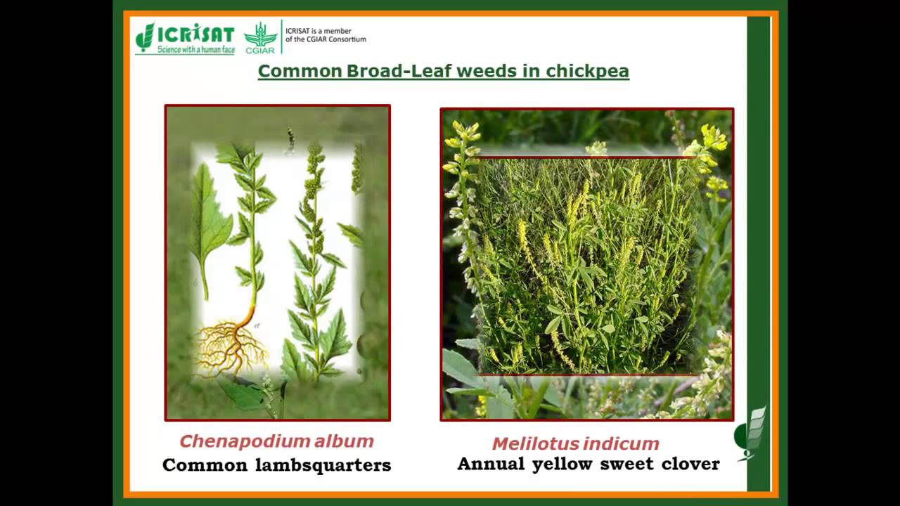 Weeds and weed competition in chickpea - YouTube