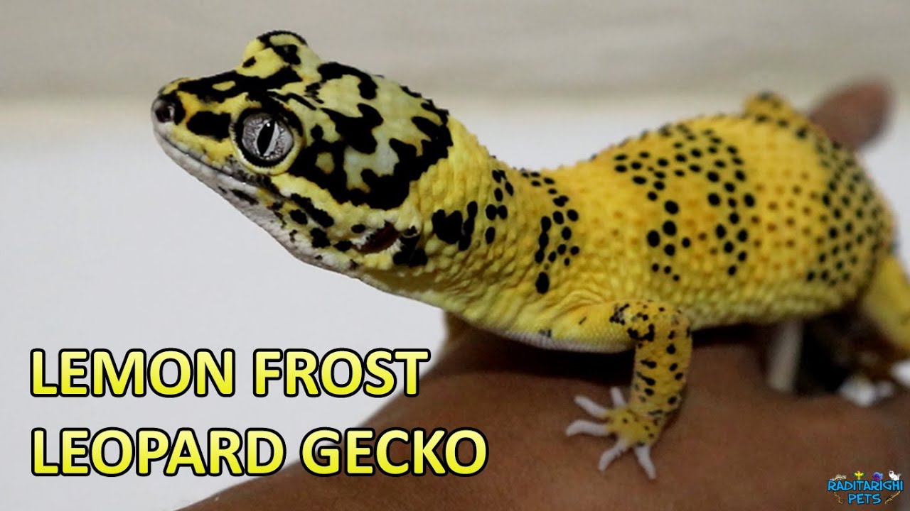 SEKILAS MORPH 101 - Lemon Frost Leopard Gecko - YouTube