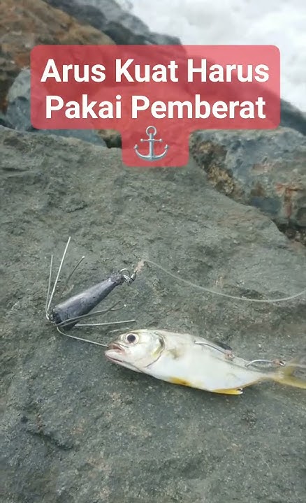 Solusi Mancing Dasaran di arus Deras #fishing - YouTube