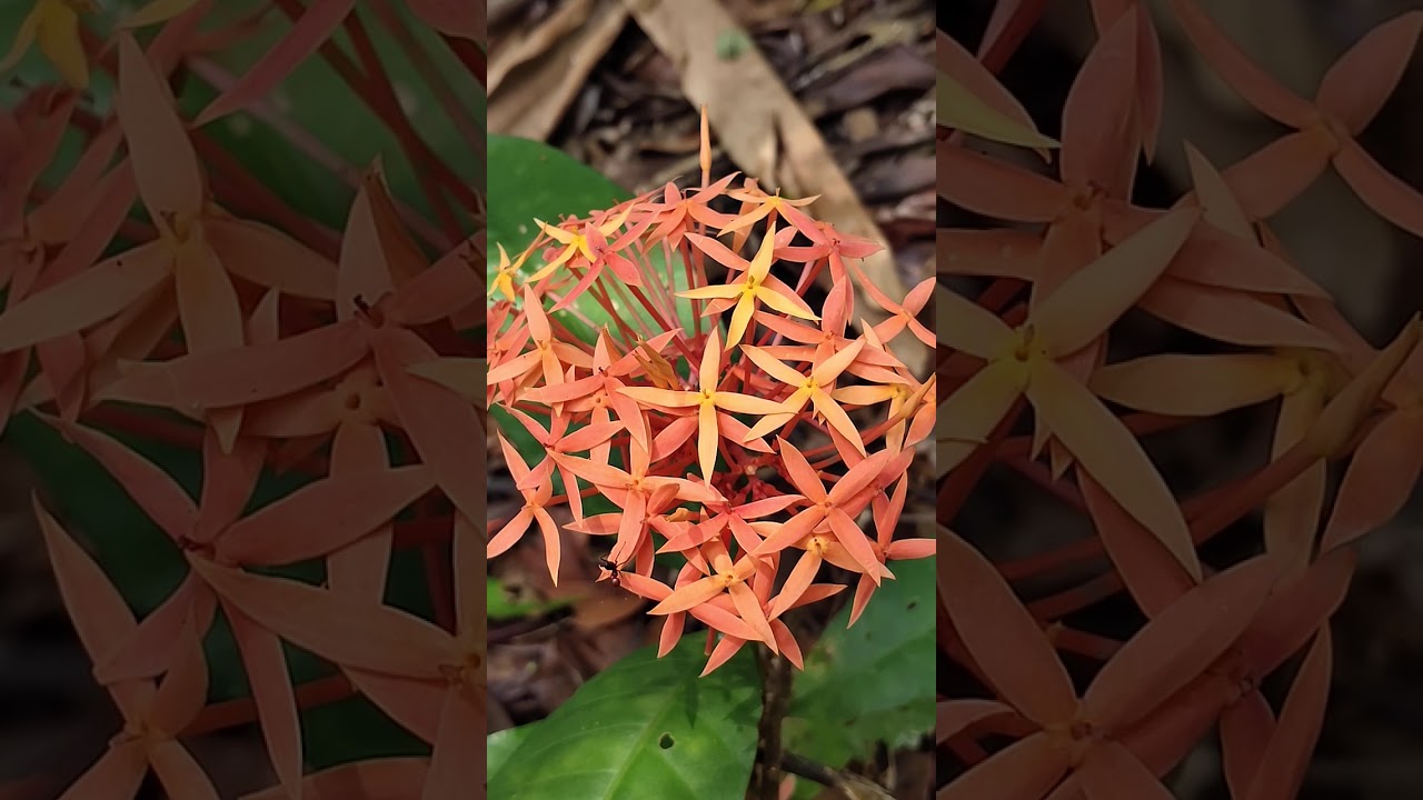 BUNGA LANGKA KALIMANTAN - YouTube