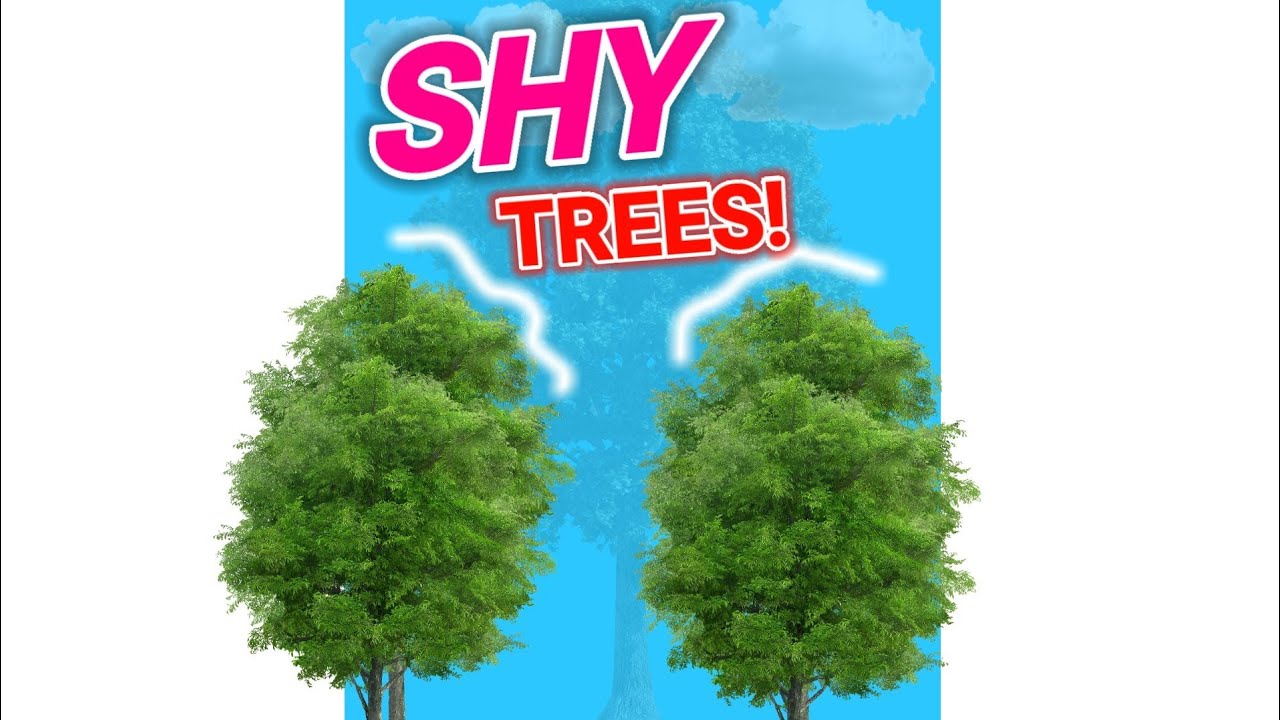 SHY TREES! | These Trees Never Touch! | Mahi Sir | #shorts - YouTube