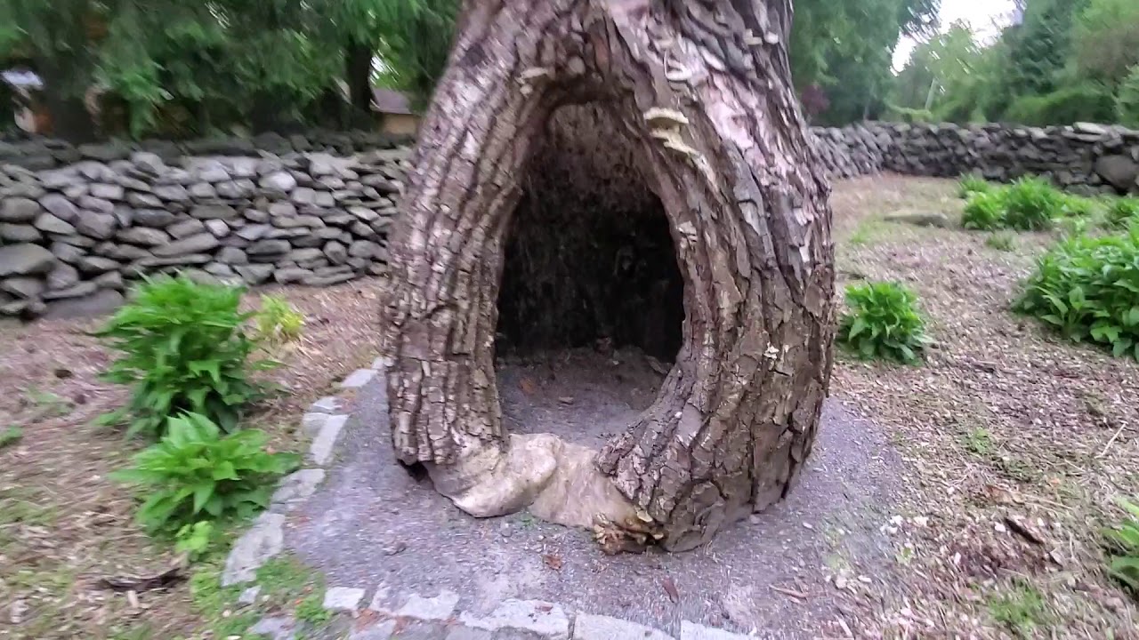 The Balmville Tree since 1699 - YouTube