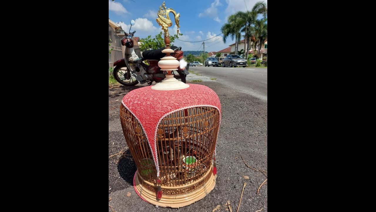 Merbuk Siam suara Kelas B | Perkutut Bangkok | นกเขาชวา - YouTube