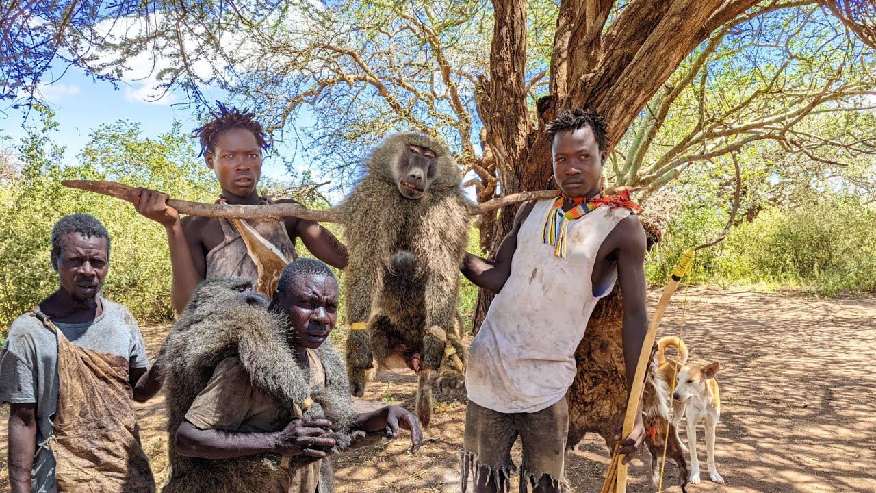 Hadzabe Tribe Made It Again With BIG BABOON. the life of the hunter ...