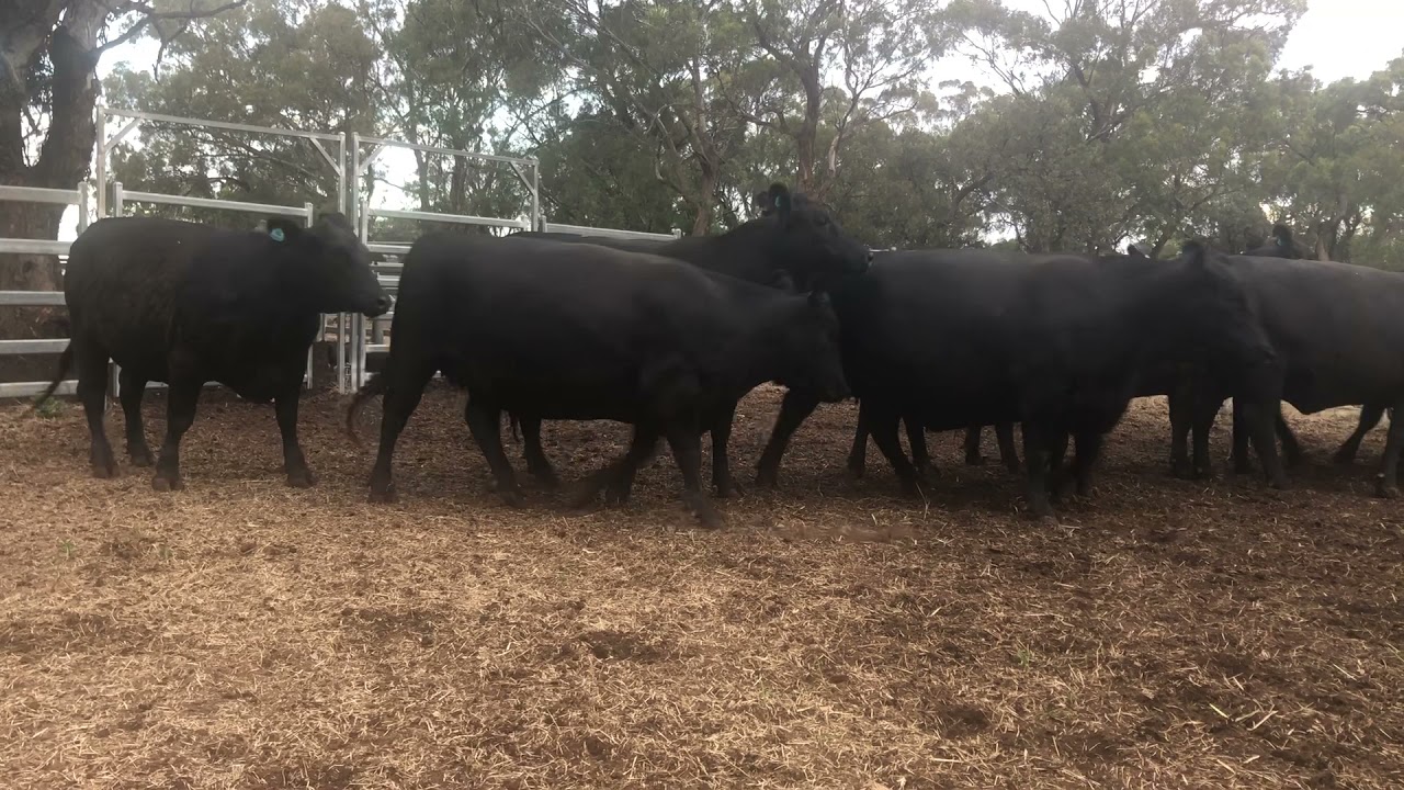 AuctionsPlus Cattle Sale - Friday 3rd December 2021 - YouTube