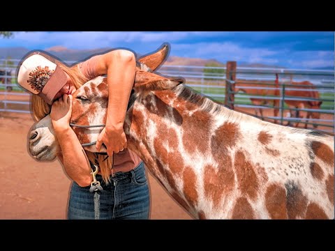 Die Entstehung eines Super-Maultiers: Joseys einjährige Verwandlung