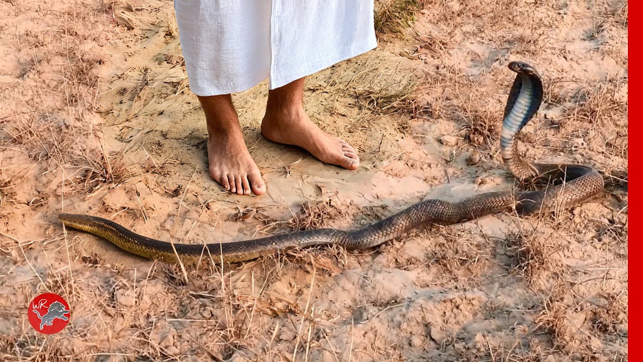 King Cobra Bite: Fatal Encounters with Deadly Snakes.. - YouTube