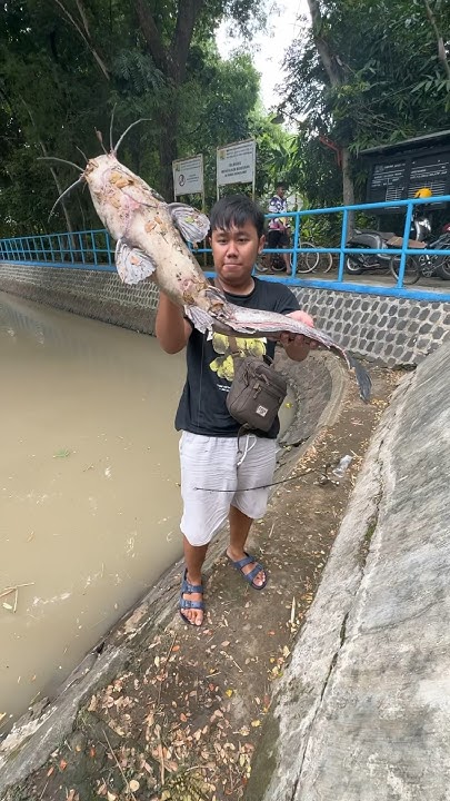 Mancing Dapat Ikan Lele Monster Berat 10 Kg Mancing Lele Lelemonster
