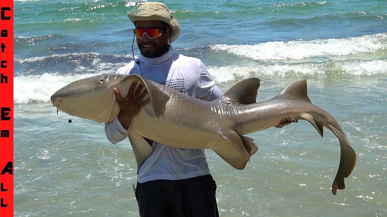 SHARK in the SURF! **CAUGHT SWIMMING On The BEACH!* - YouTube