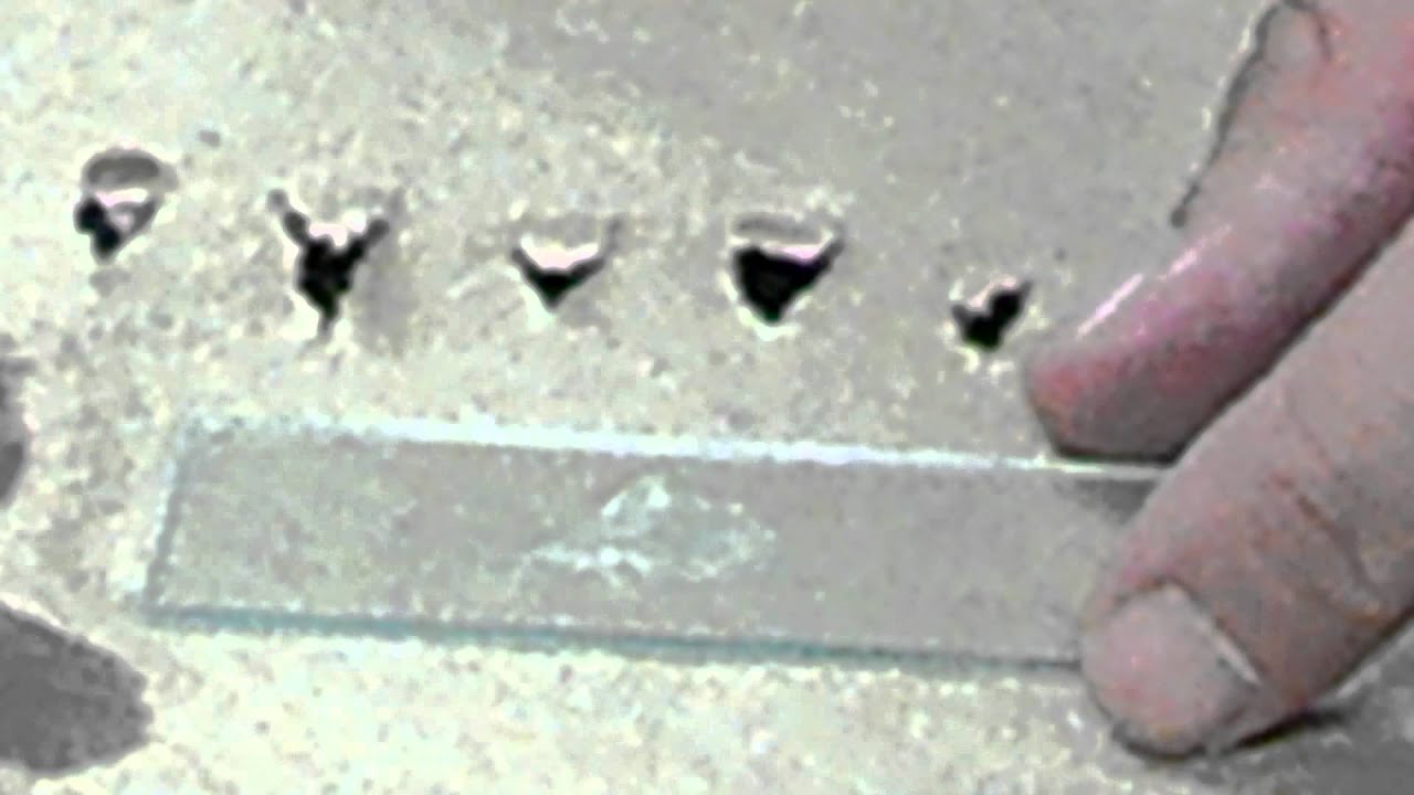 Wet mount slide and stain - YouTube