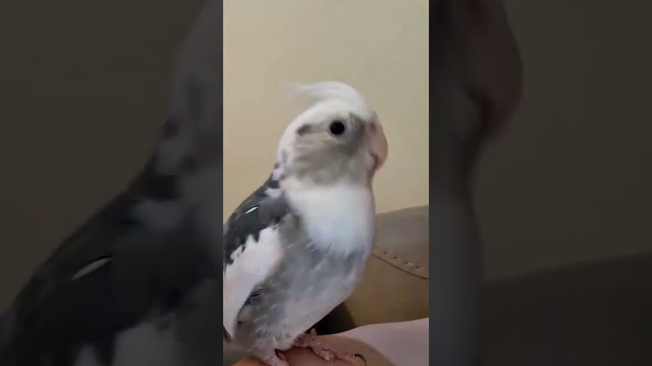 Dance Bird - YouTube