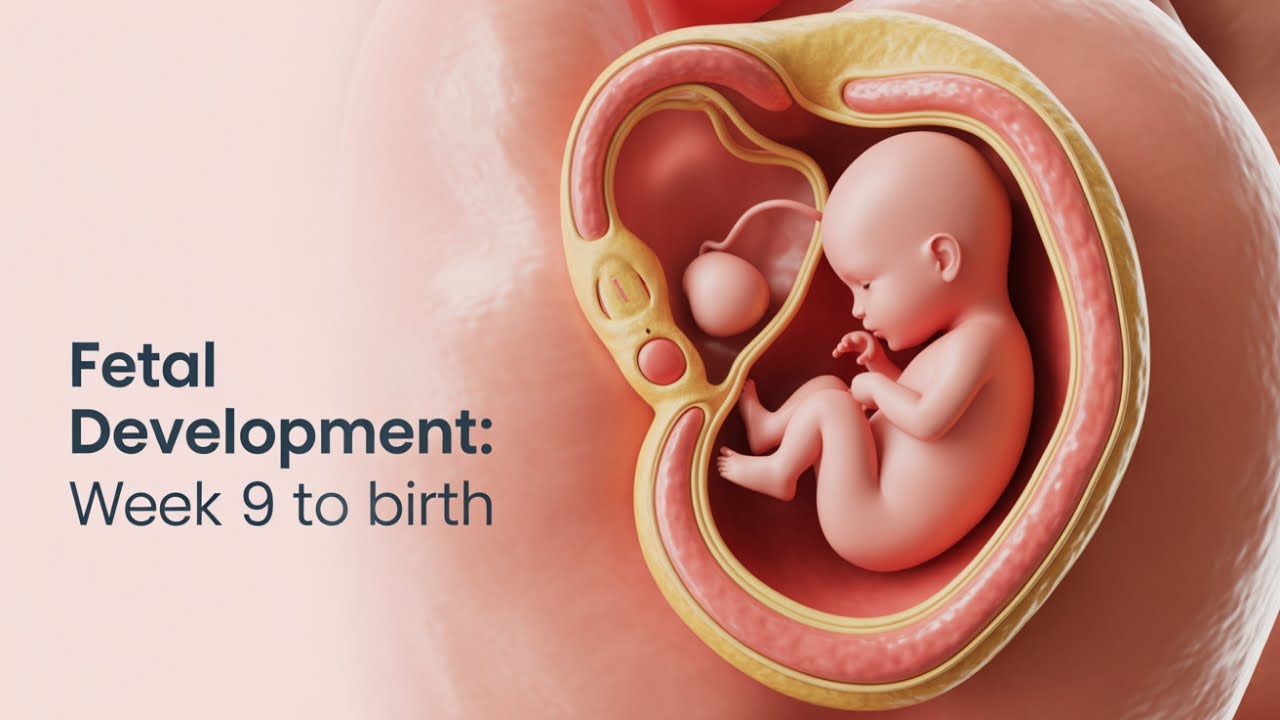 Fetal Development Explained| How a Baby Grows in the Womb(week 9 to ...
