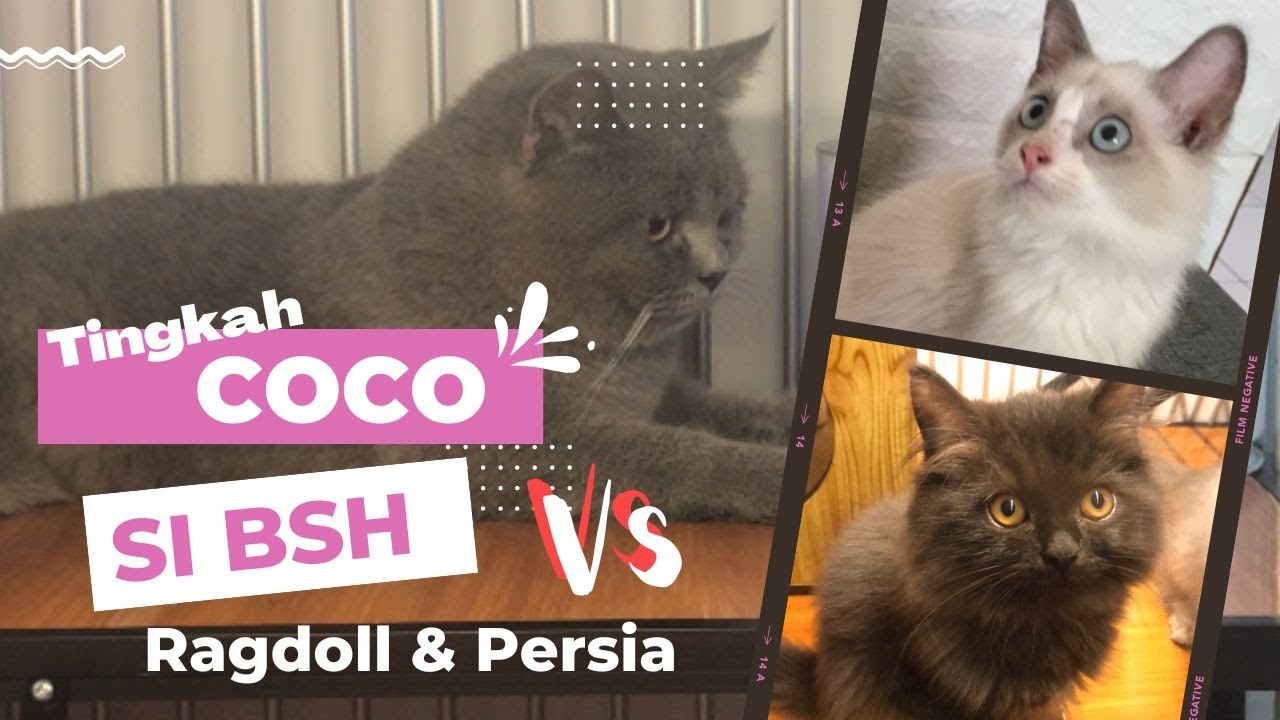 Coco si kucing BSH (british shorthair) bertemu kucing Ragdoll dan Persia. - YouTube