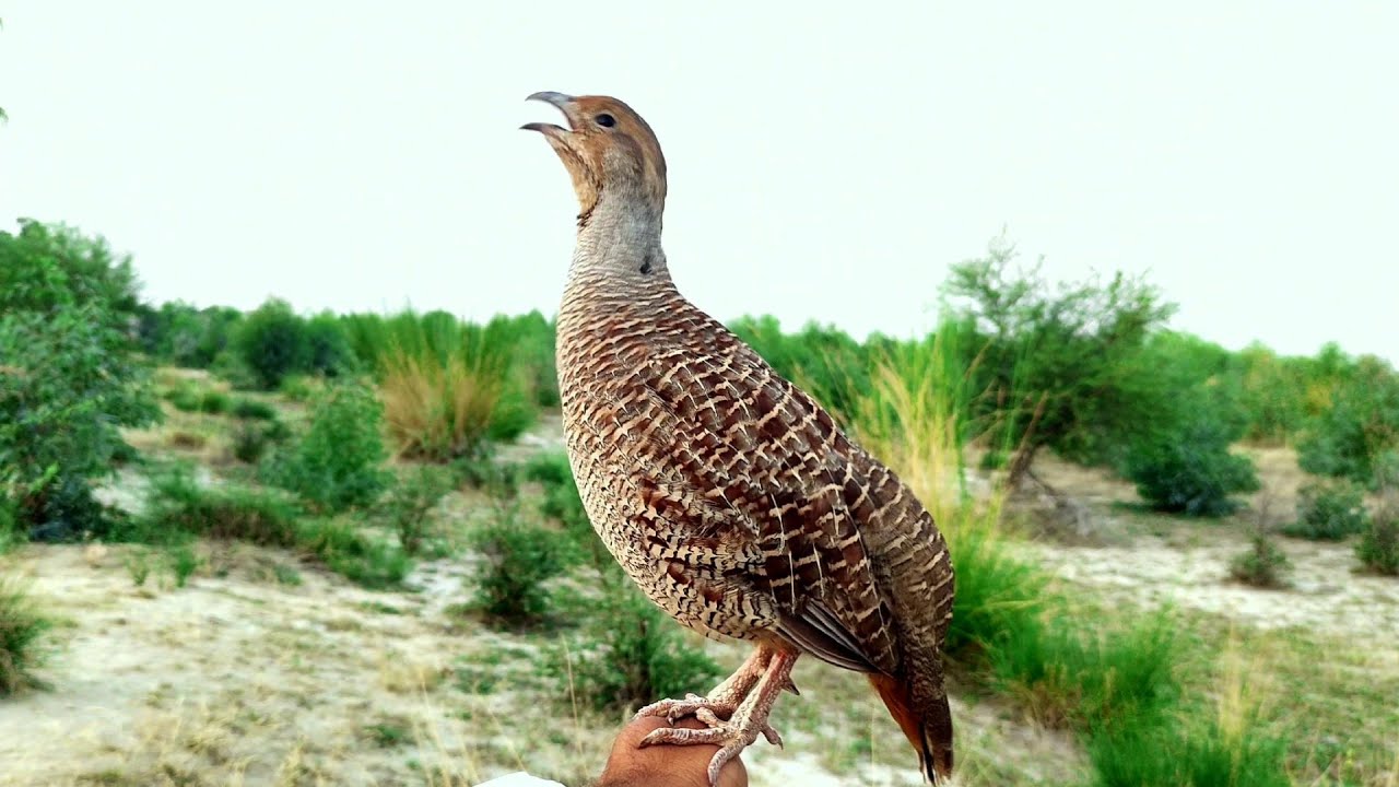 Teetar awaz | Teetar voice | gray francolin teetar sound | Female ...