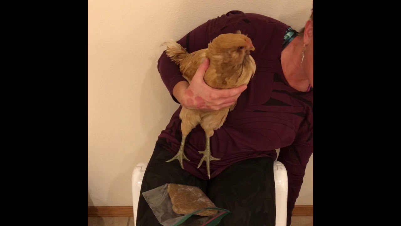 Torpedo feeding hand feeding chickens. If your struggling to get a ...