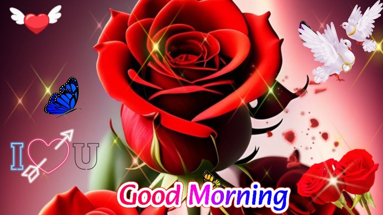 Morning Love Status 🌹 ️ Good Morning 🥰 Romantic shayari 💌 Good Morning ...