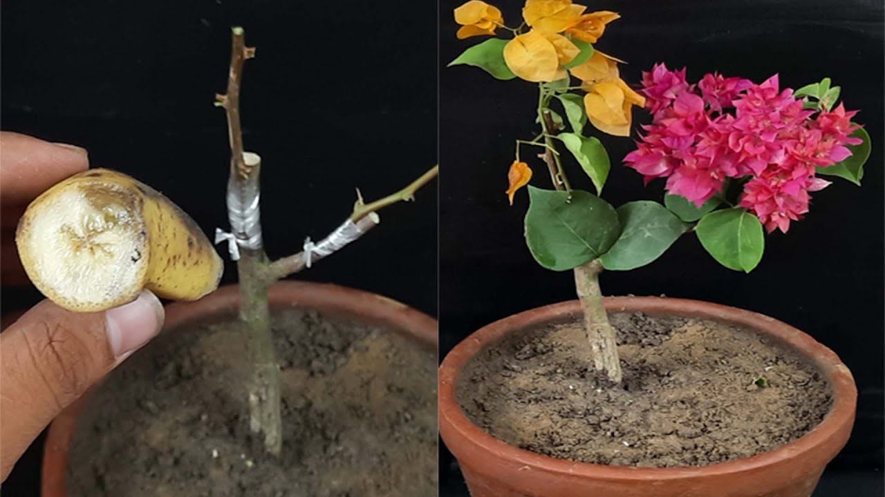 How to Multicolour Bougainvillea grafting /New Bougainvillea grafting ...