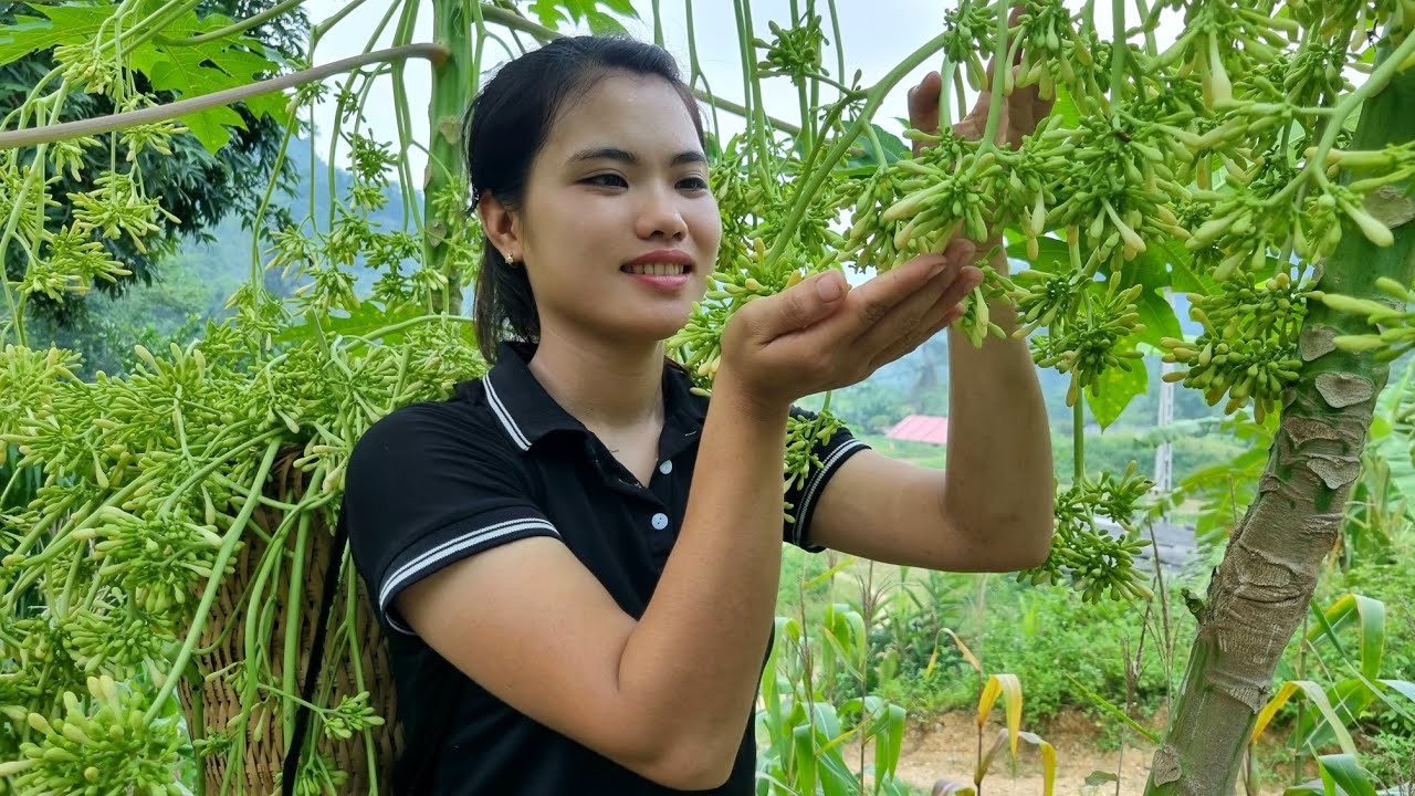 Harvest Papaya Flowers Bring to the market to sell - Daily life of a girl | Trieu Thi Thuy - YouTube