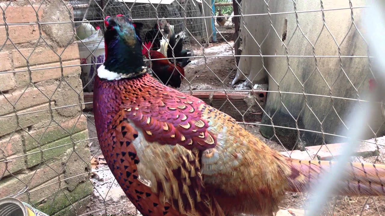 chim tri do khoang co trang dep lung linh --01292854277 - HIEN - BINH ...