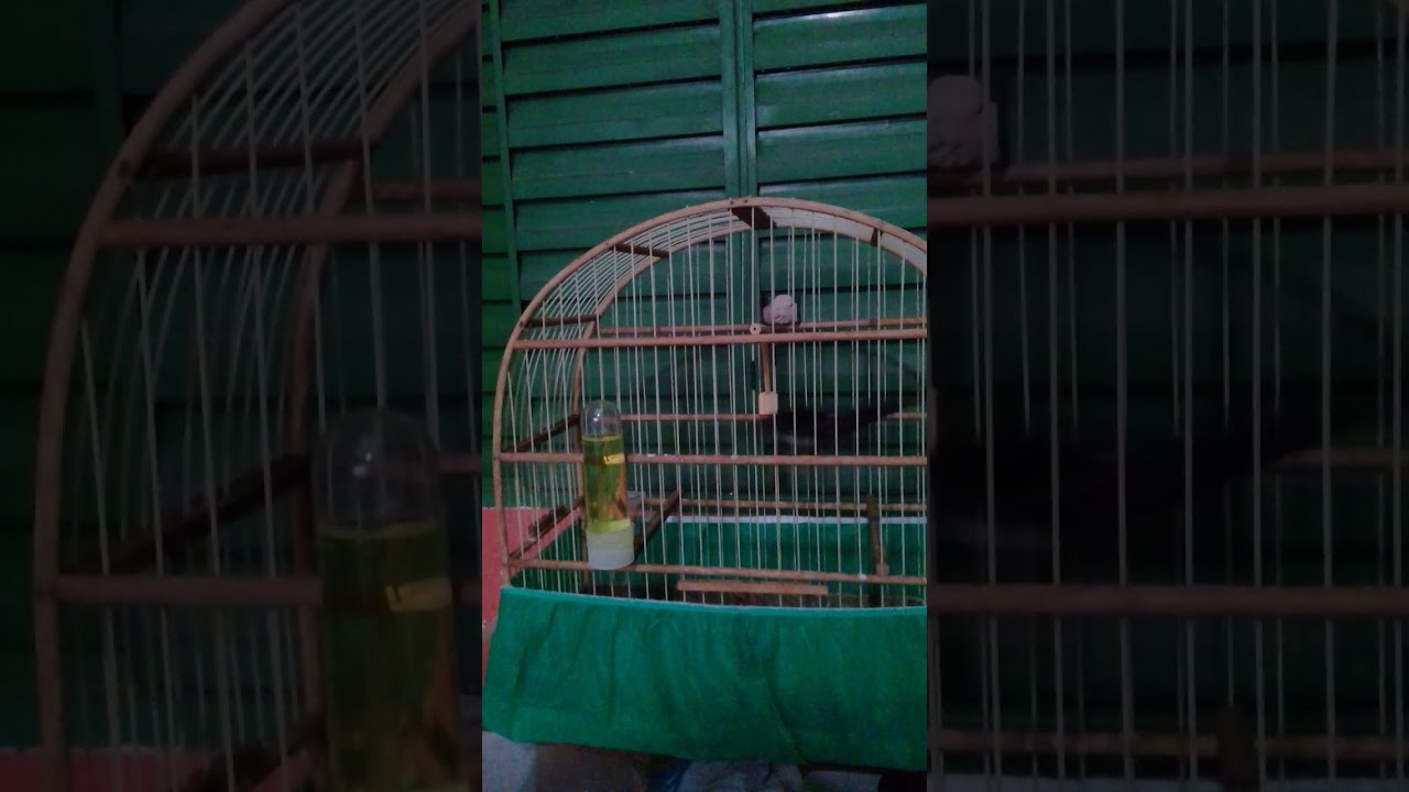 Mostrando meu pássaros parte 1 (mostrando o pássaro curio) - YouTube