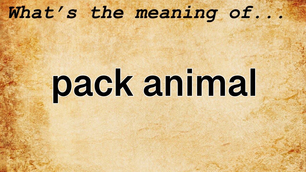 Pack Animal Meaning : Definition of Pack Animal - YouTube