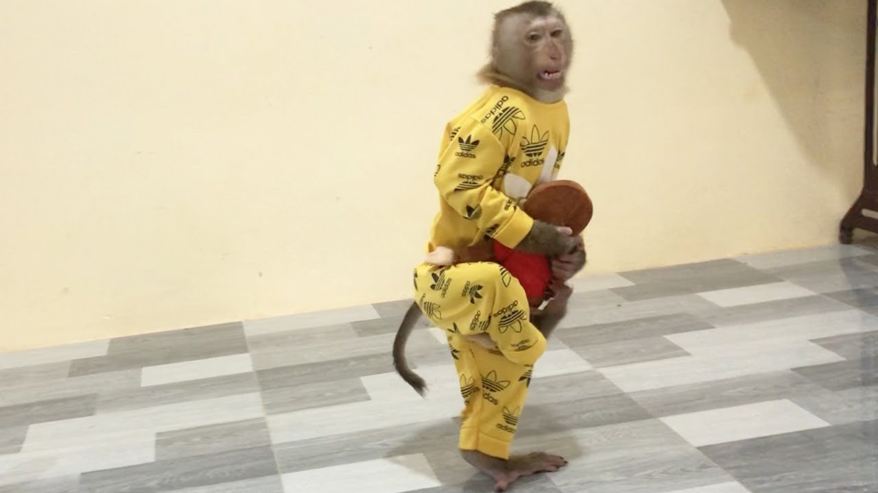 Prince Jason Daze & Doubt To Play With New Friend Little Monkey Gift ...