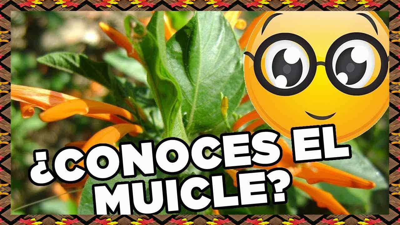 Para Que Sirve El Te De Muicle Para Q Sirve El Te De Muicle - YouTube