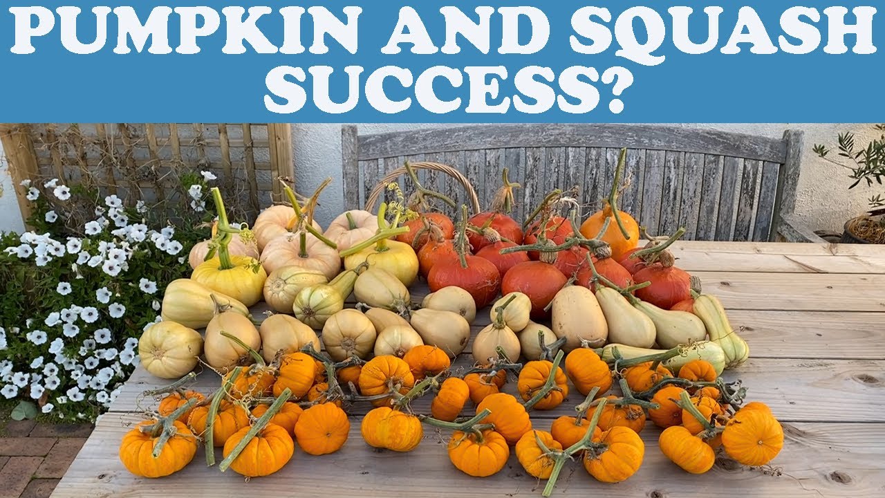PUMPKIN & SQUASH SUCCESS? grown vertically & in containers | Free ...