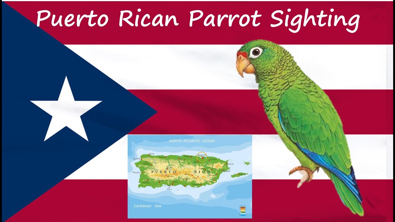 Puerto Rican Parrot Sighting - YouTube