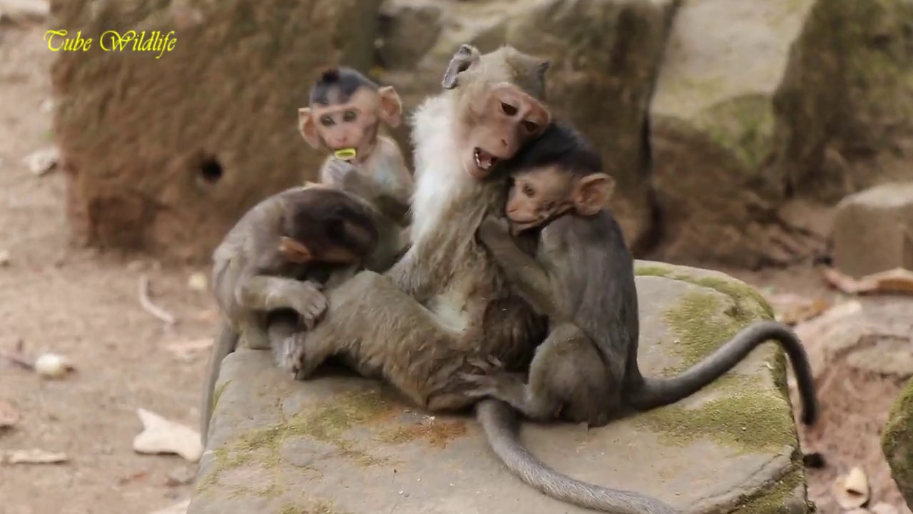 Too funny to watch monkeys baby doing hilarious || Very cute moments of ...