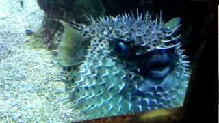 Giant Puffer Fish Puffed Up