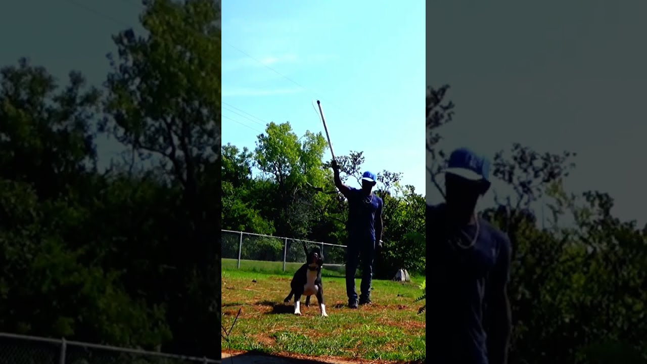 Standard Bully Exercise At Hard Cut Bully Kennels🔥🔥🔥💯#shorts - YouTube