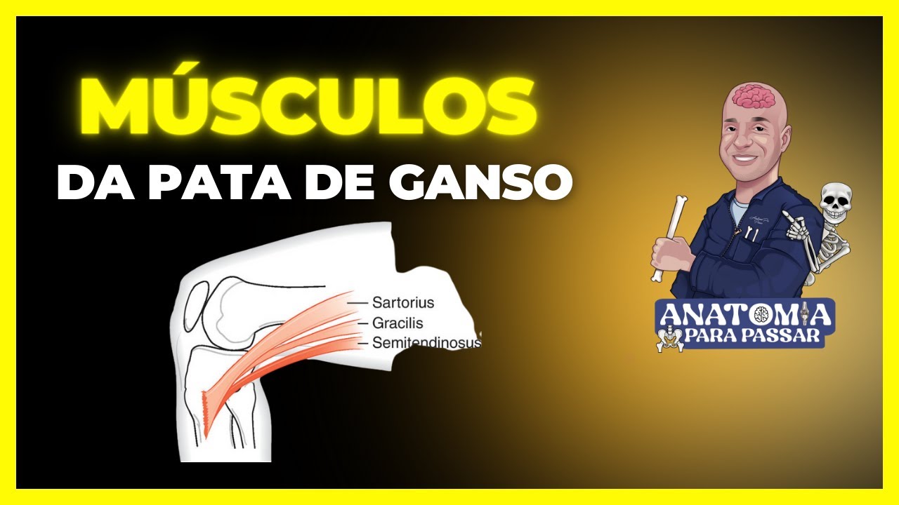 Anatomia dos músculos da Pata de Ganso - YouTube