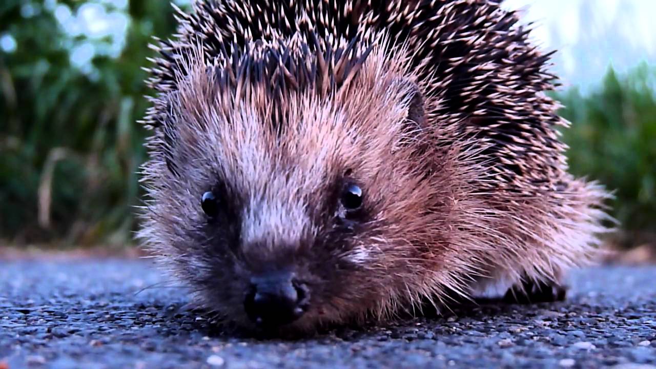 Der Igel - YouTube