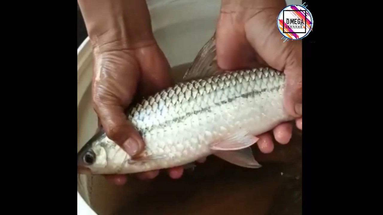 SULTAN FISH BY OMEGABETTA TEAM PANCING (KIPASBORNEO) - YouTube