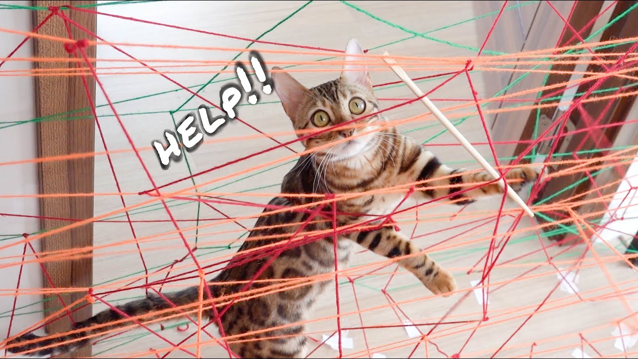 CAT VS STRING MAZE CHALLENGE || FUNNY CAT FAILS| Cat's Reaction to ...